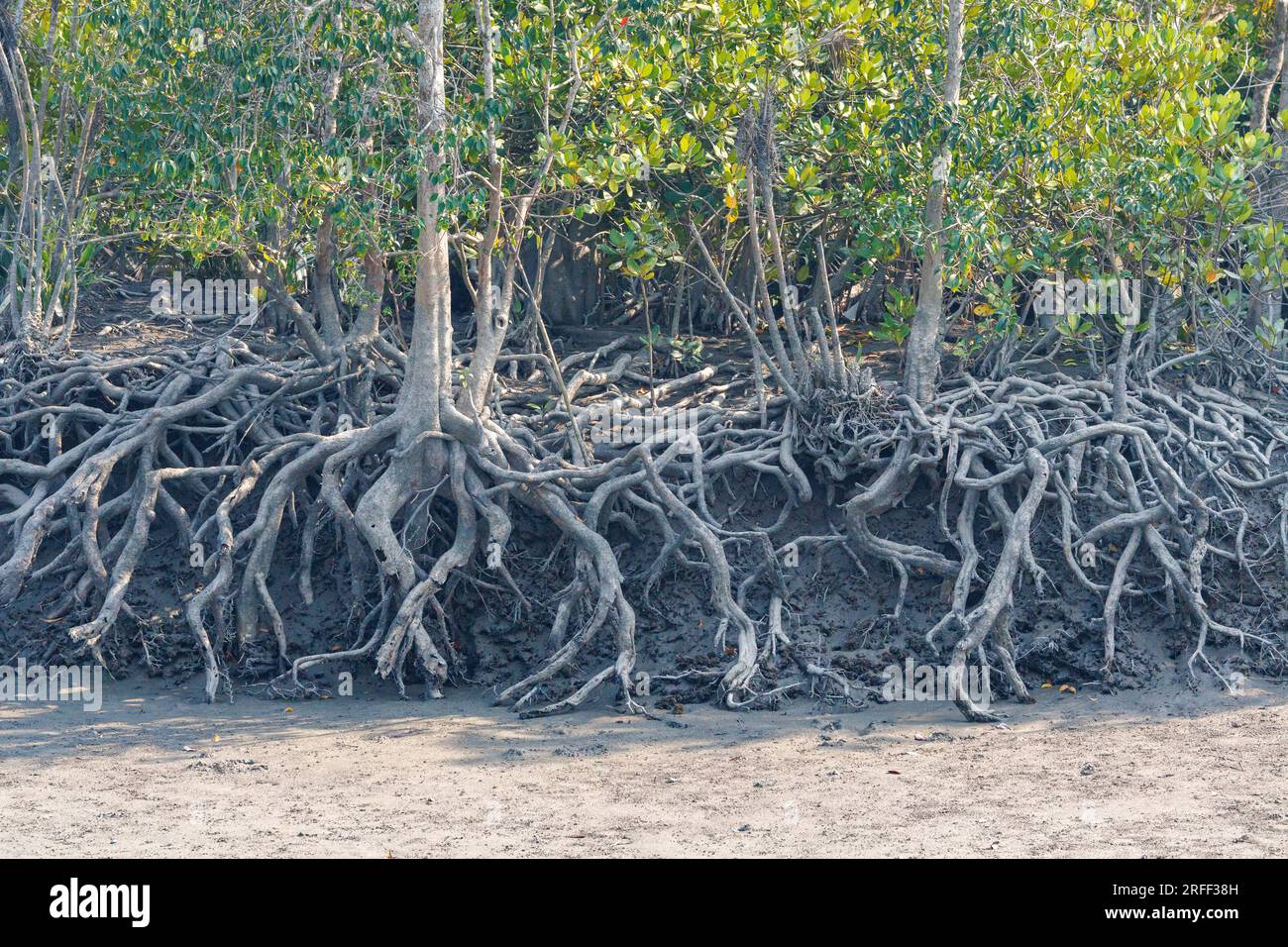 India, Bay of Bengal, Ganges Delta, Sunderbans, low tide on an inlet ...