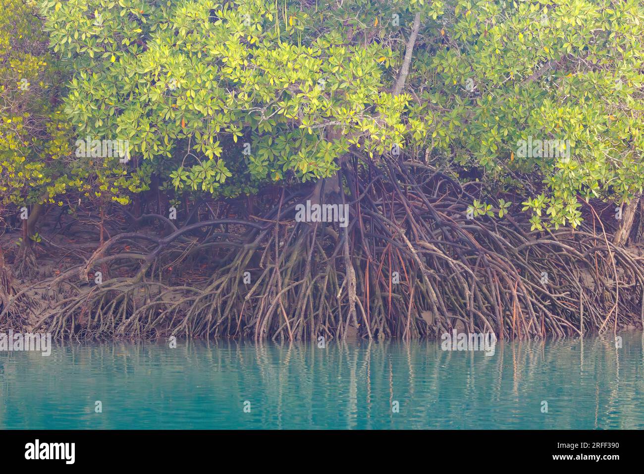 India, Bay of Bengal, Ganges Delta, Sunderbans, low tide on an inlet ...