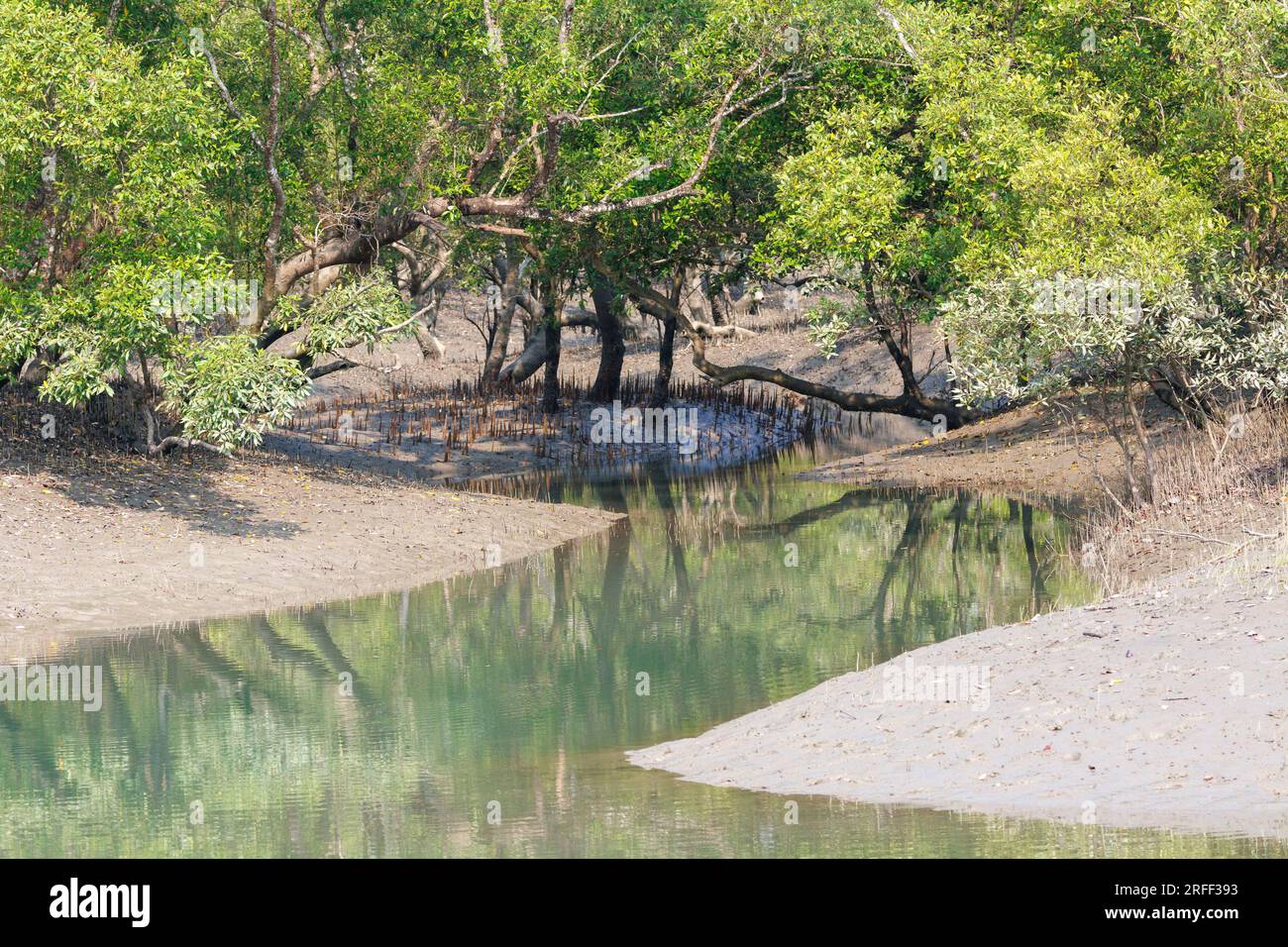 India, Bay of Bengal, Ganges Delta, Sunderbans, low tide on an arm of ...