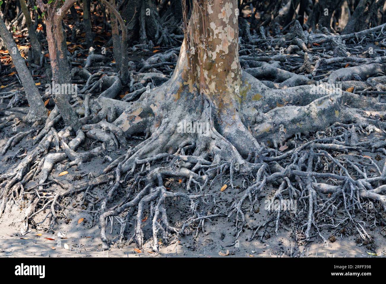 India, Bay of Bengal, Ganges Delta, Sunderbans, low tide on an inlet ...