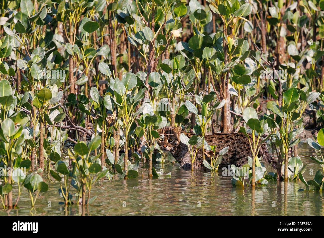India, Bay of Bengal, Ganges Delta, Sunderbans,Fishing cat ...