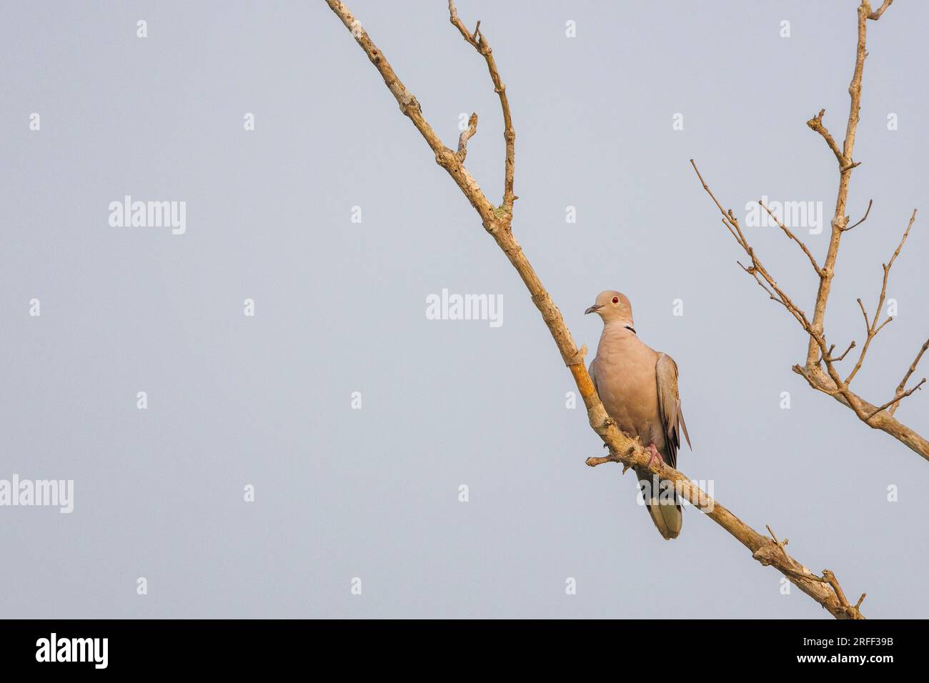 Asia, India, Bay of Bengal, Sunderbans, Mangrove, Eurasian Collared ...