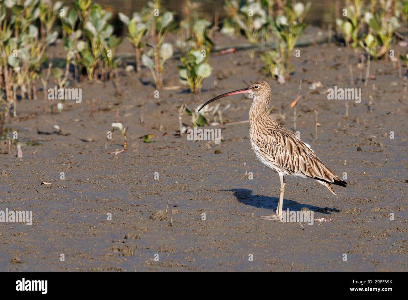 India, Bay of Bengal, Ganges Delta, Sunderbans, Whimbrel (Numenius ...