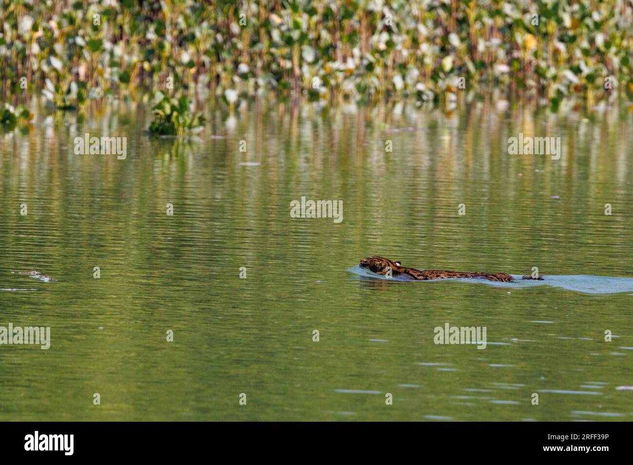 India, Bay of Bengal, Ganges Delta, Sunderbans,Fishing cat ...