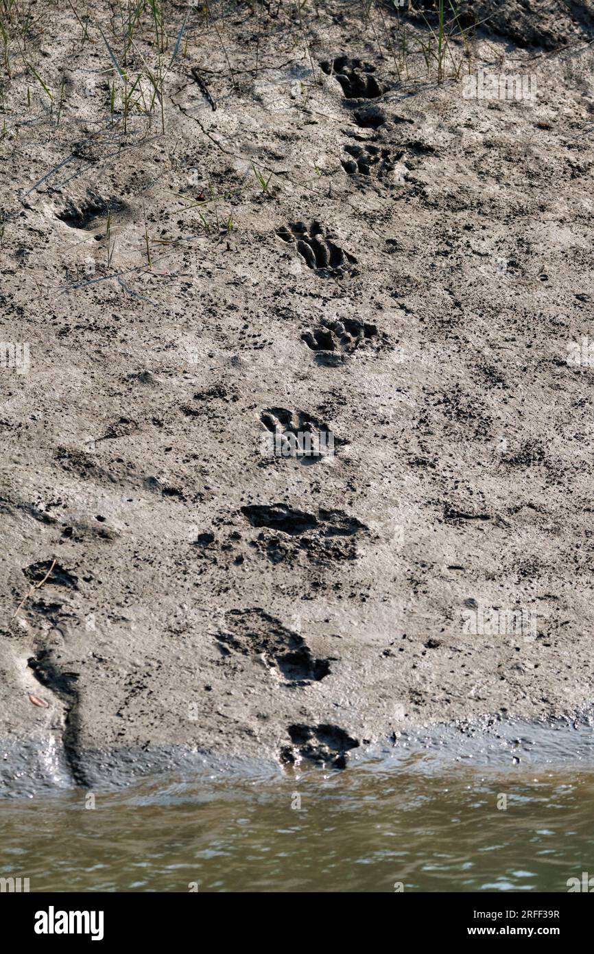 India, Bay of Bengal, Ganges Delta, Sunderbans, Tracks of Bengal Tiger ...
