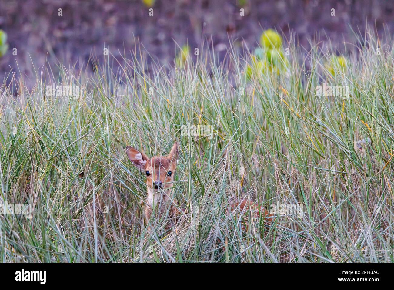 Asia, India, Bay of Bengal, Sunderbans, Mangrove, Spotted Deer (Axis ...