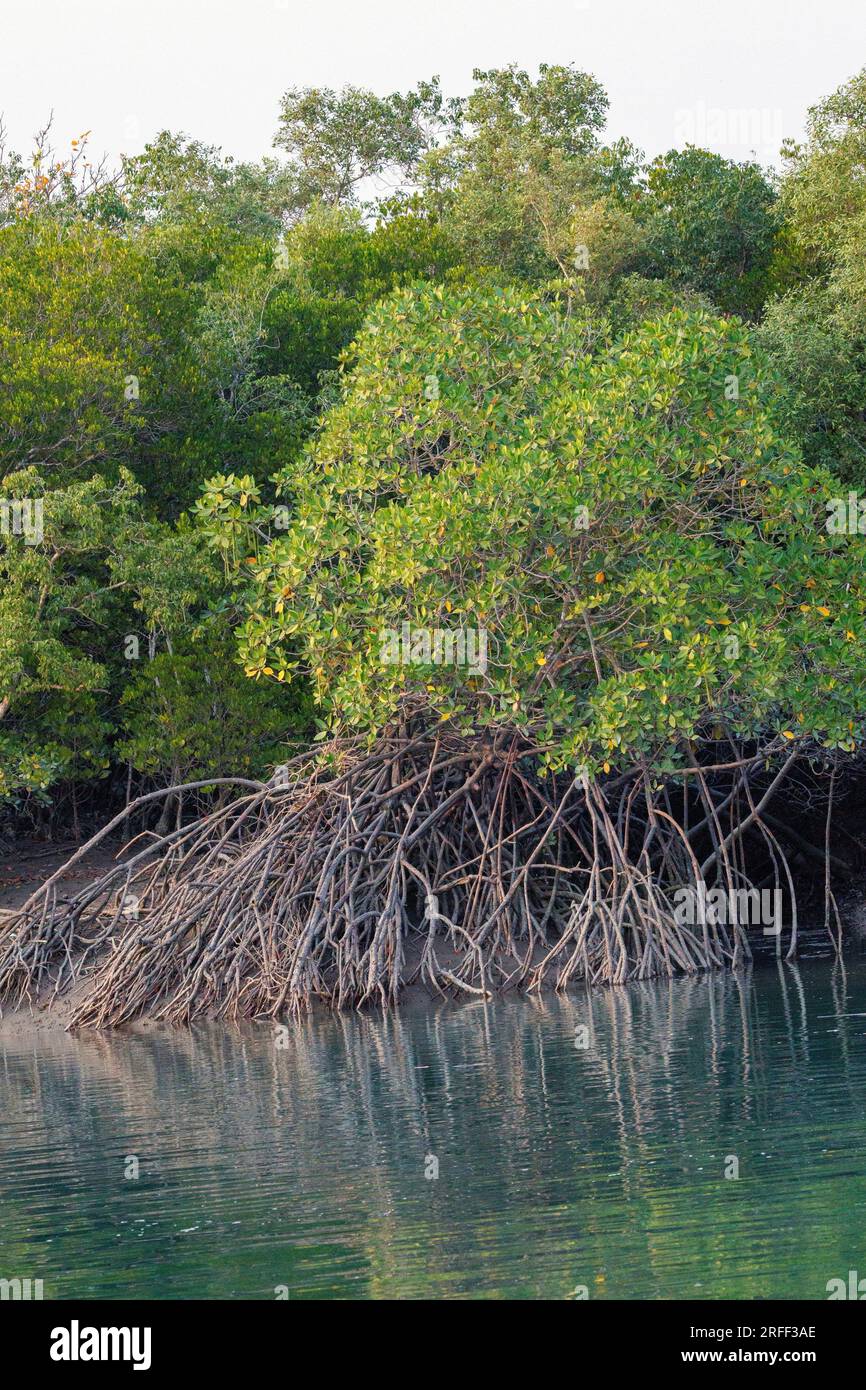 Bay Of Bengal Ganges