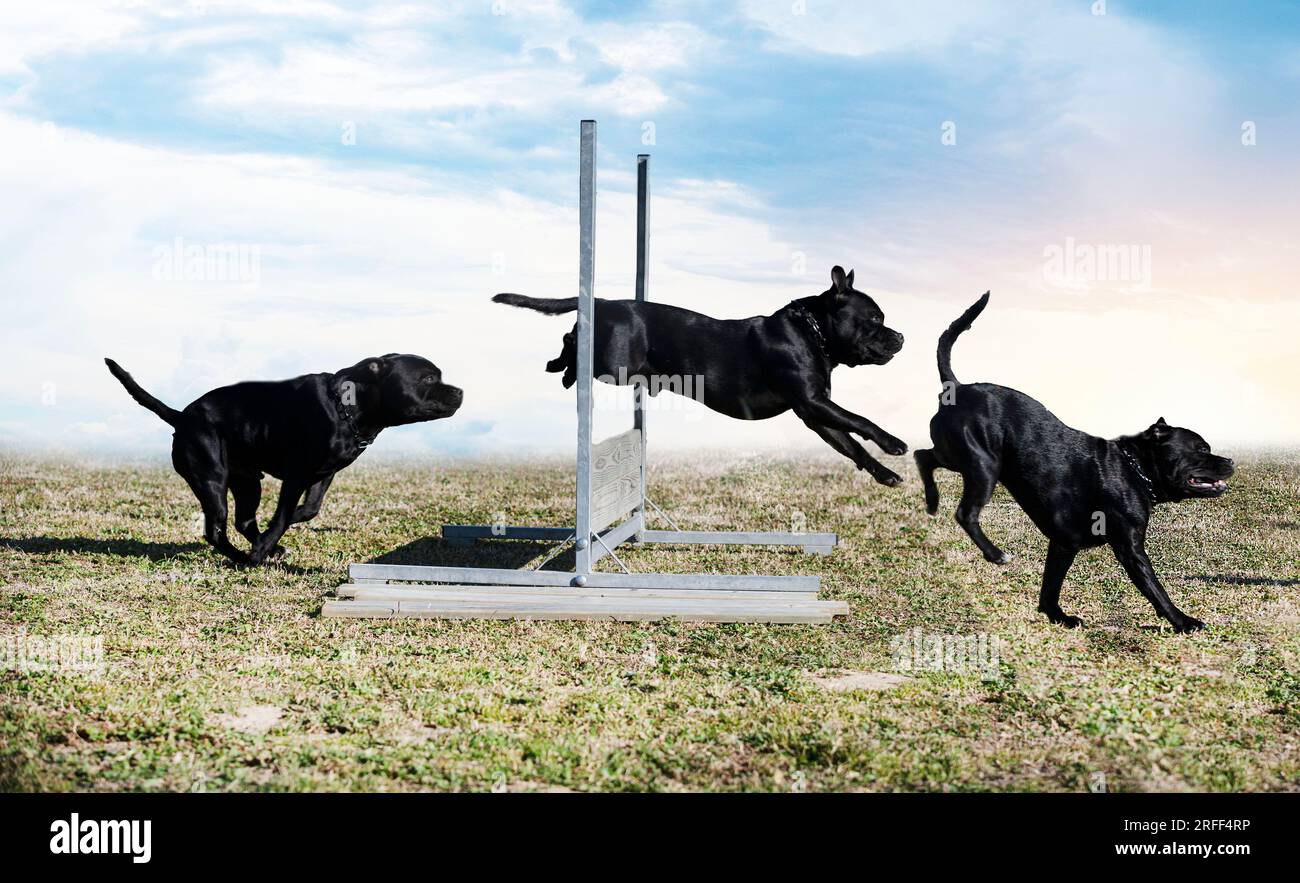 staffordshire bull terrier jumping a fence for obedience discipline ...