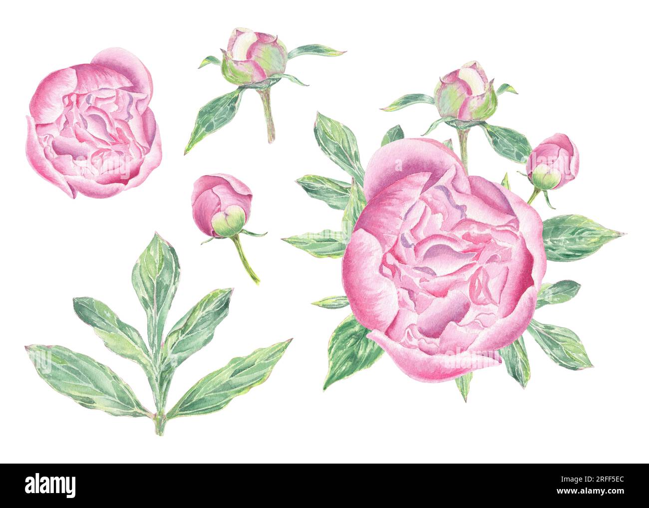 Watercolor Peony Clipart