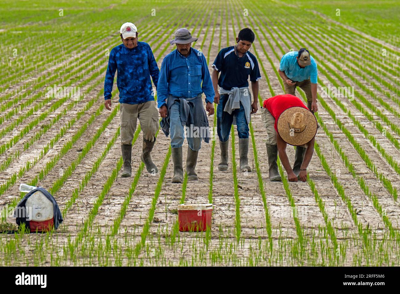 Louisiana rice fields hi-res stock photography and images - Alamy