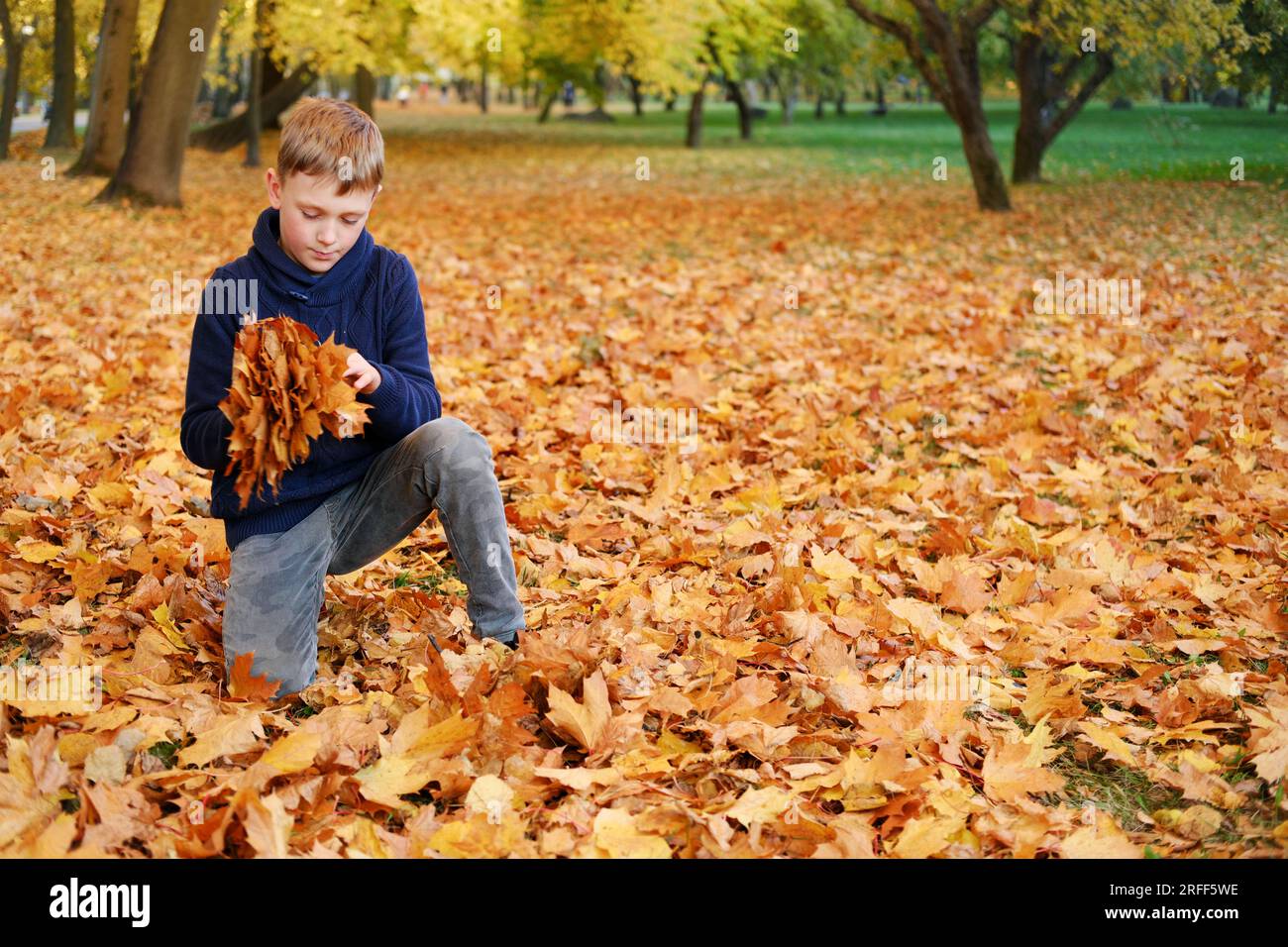Adorable boy collecting and picking fallen tree leaves in autumn park ...