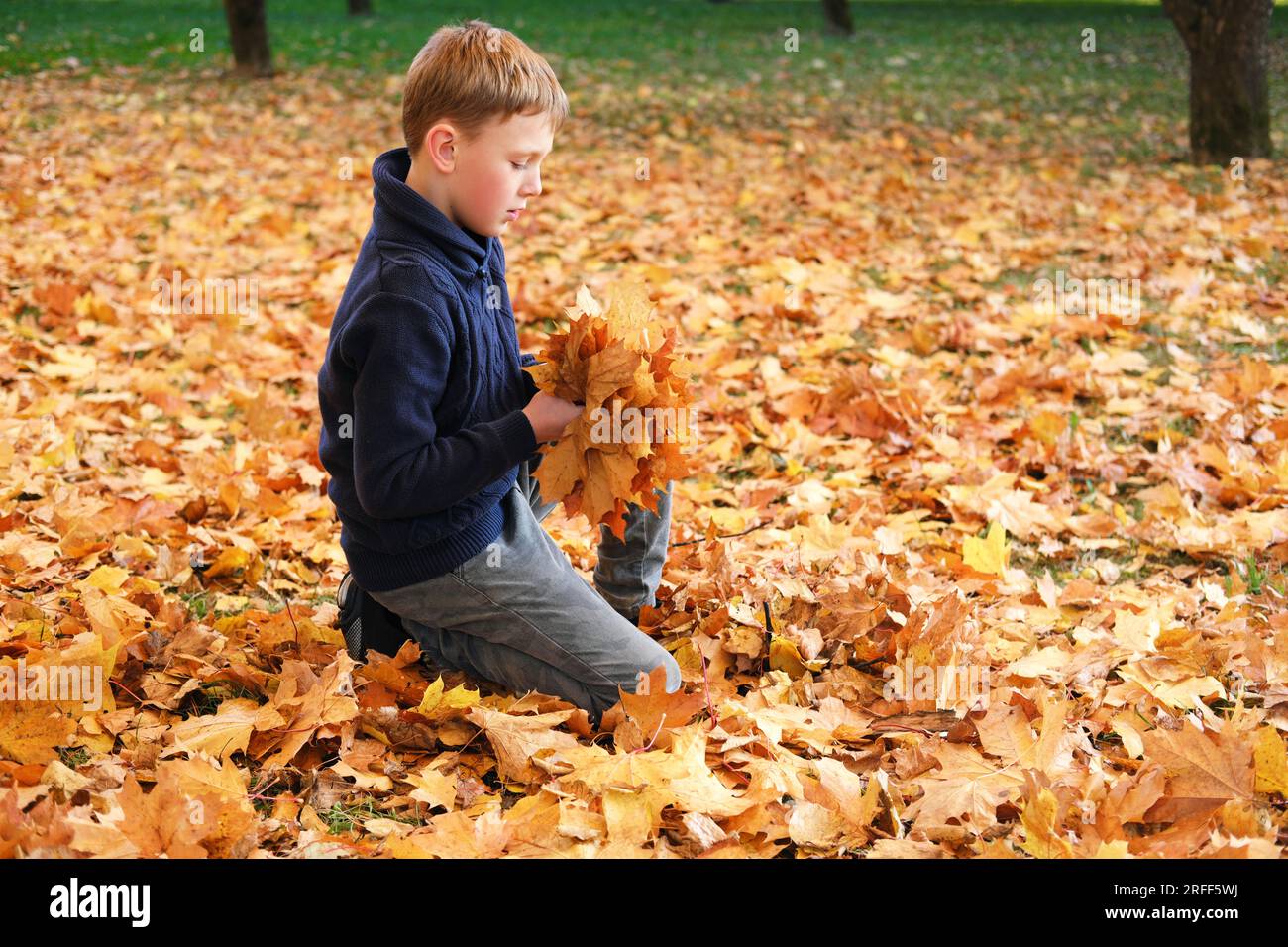 Adorable boy collecting and picking fallen tree leaves in autumn park ...