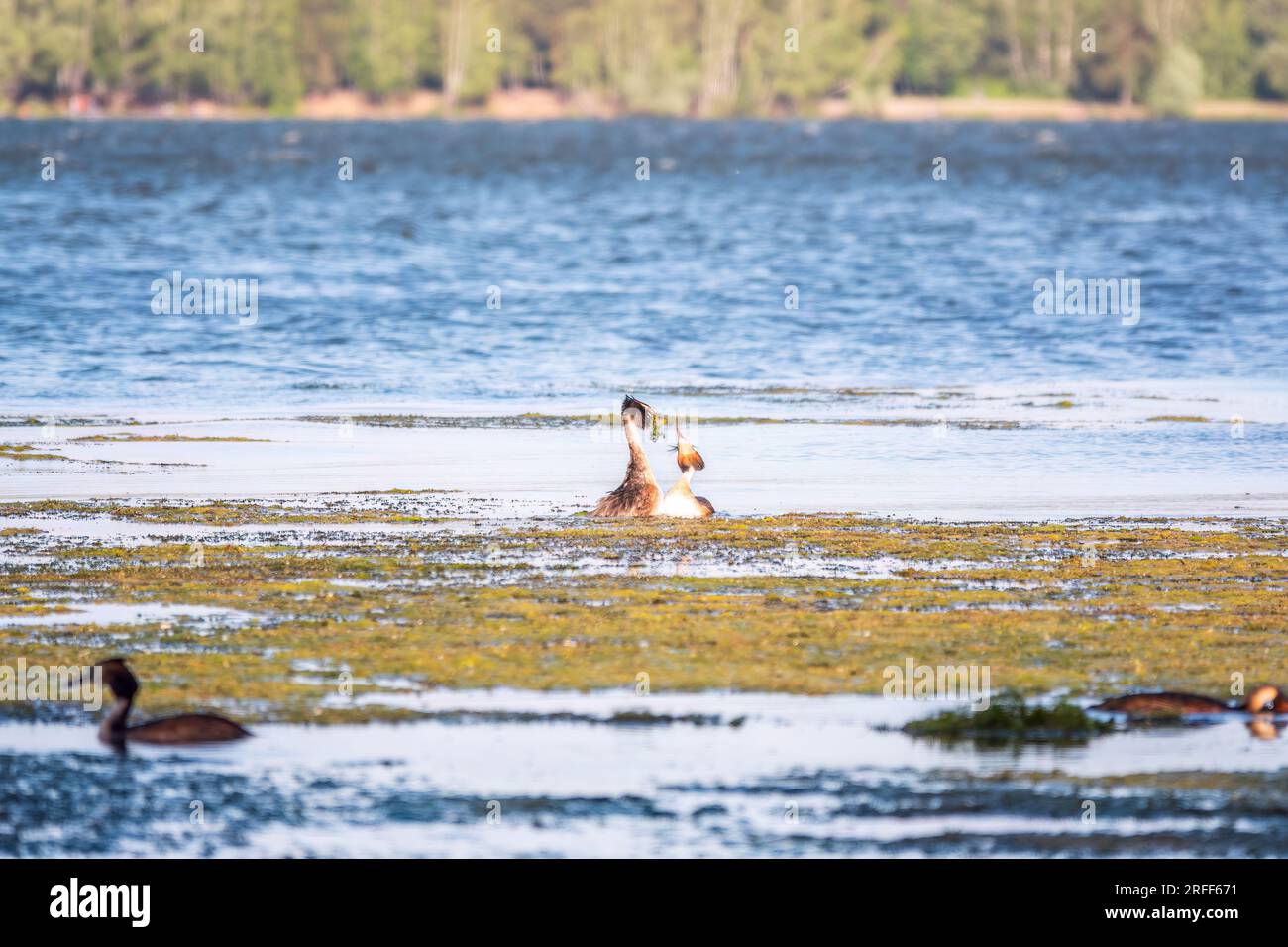Mating games of two water birds Great Crested Grebes. Two waterfowl ...