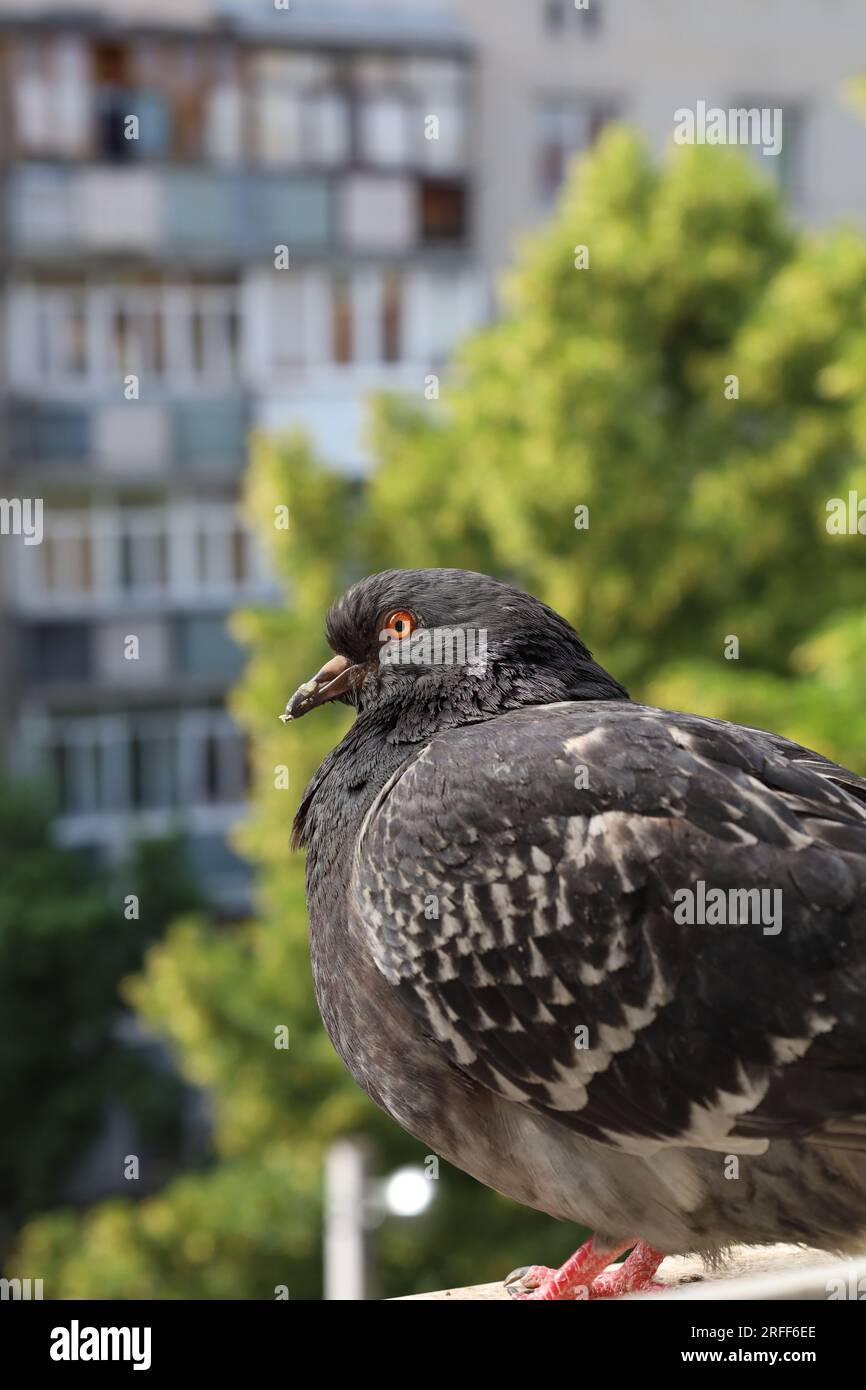 Pigeon extreme closeup portrait, summer atmosphere, pigeons head, sunny ...