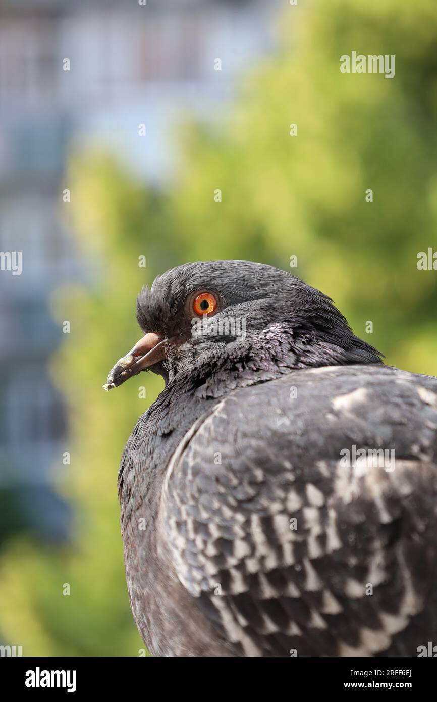Pigeon extreme closeup portrait, summer atmosphere, pigeons head, sunny ...