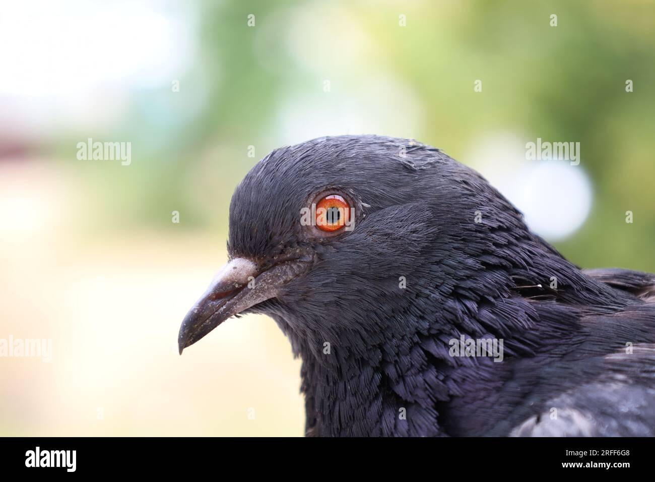 Pigeon extreme closeup portrait, summer atmosphere, pigeons head, sunny ...