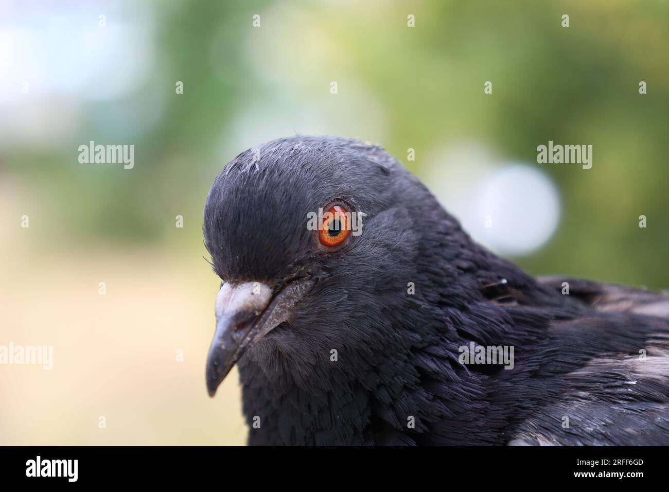 Pigeon extreme closeup portrait, summer atmosphere, pigeons head, sunny ...