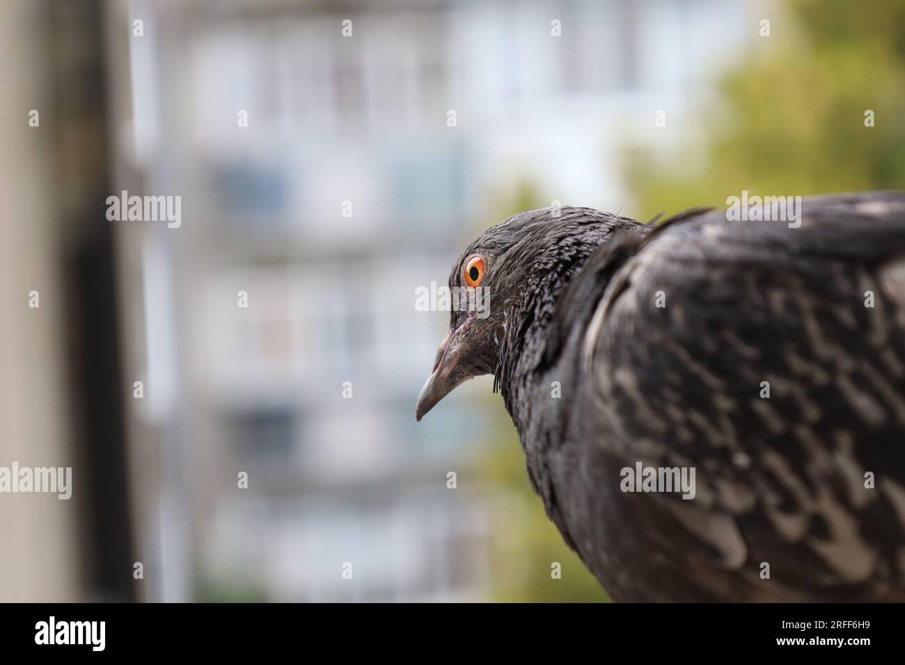 Pigeon extreme closeup portrait, summer atmosphere, pigeons head, sunny ...