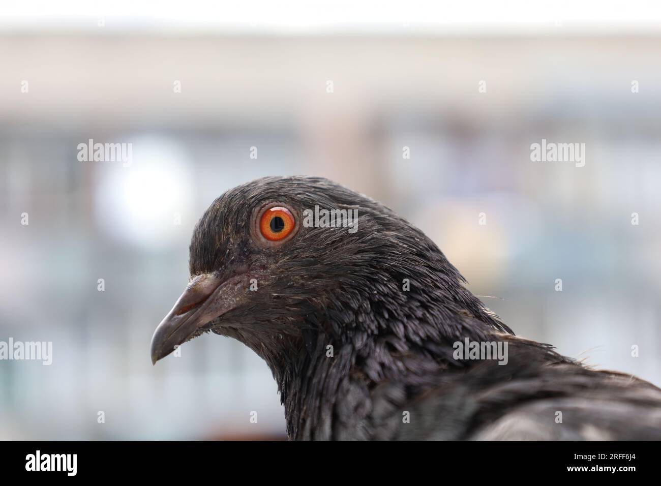 Pigeon extreme closeup portrait, summer atmosphere, pigeons head, sunny ...