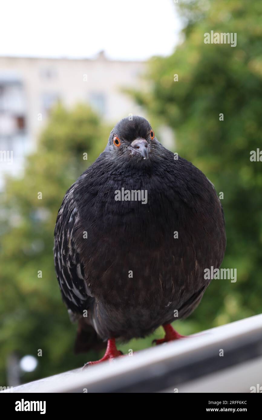 Pigeon closeup portrait, summer atmosphere, Dove closeup portrait, bird ...