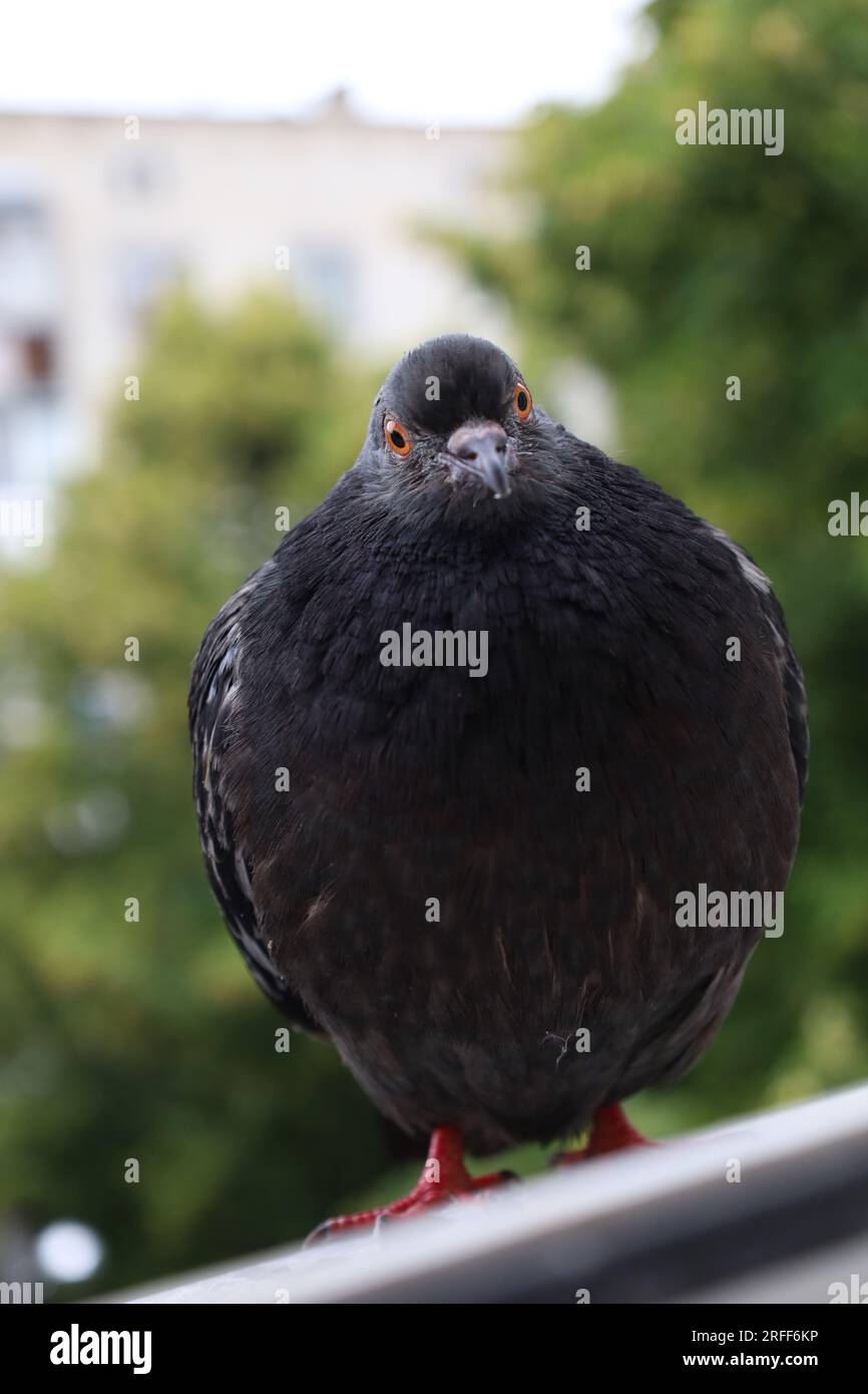 Pigeon closeup portrait, summer atmosphere, Dove closeup portrait, bird ...