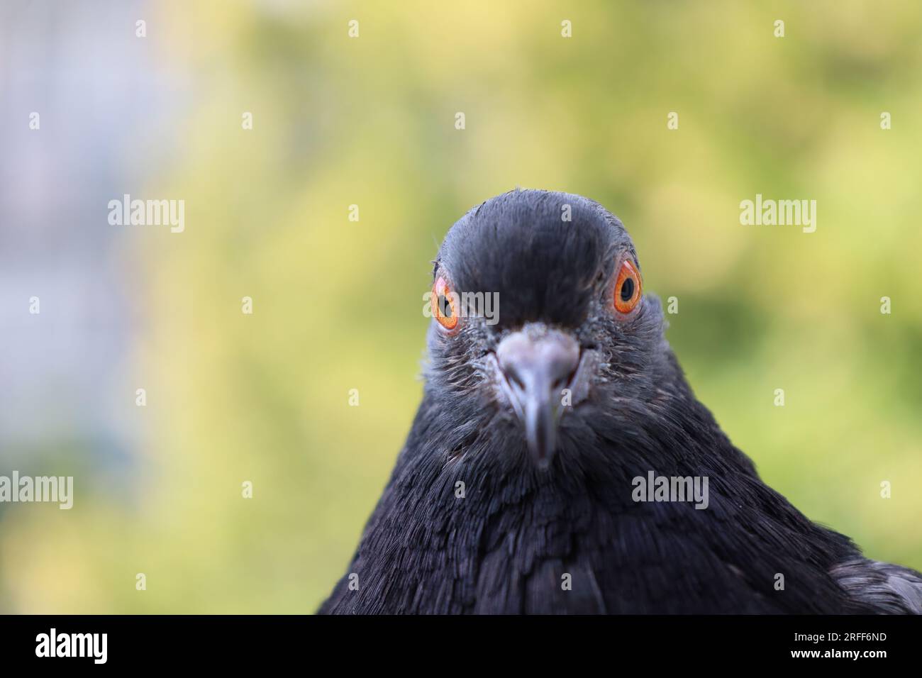 Pigeon extreme closeup portrait, summer atmosphere, pigeons head, Dove ...