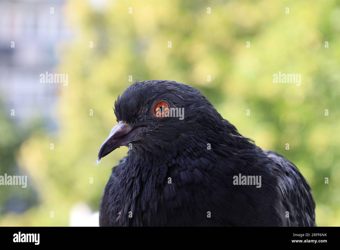 Pigeon extreme closeup portrait, summer atmosphere, pigeons head, Dove ...