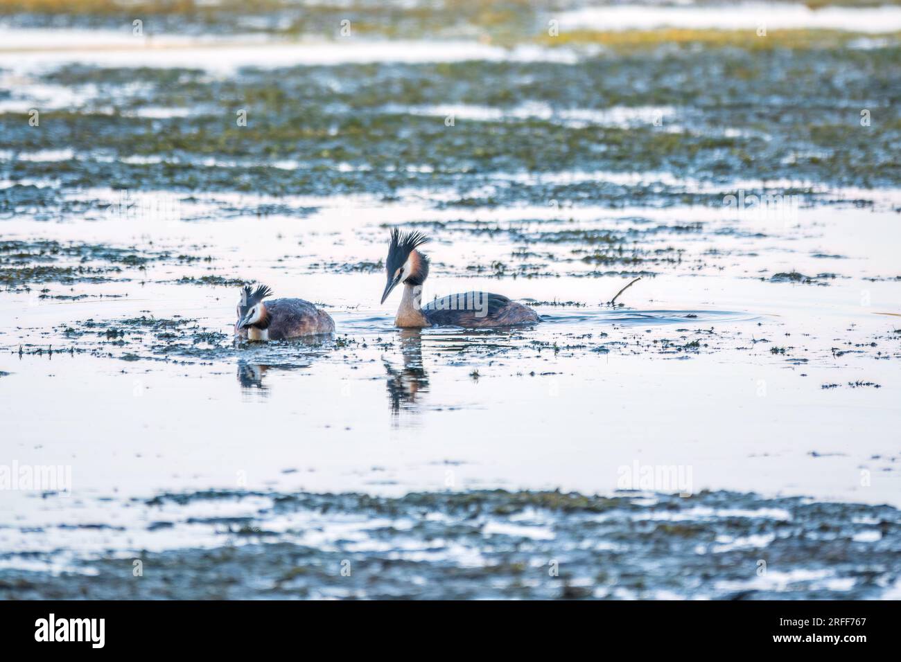Two waterfowl birds Great Crested Grebes swim in the lake. The great ...
