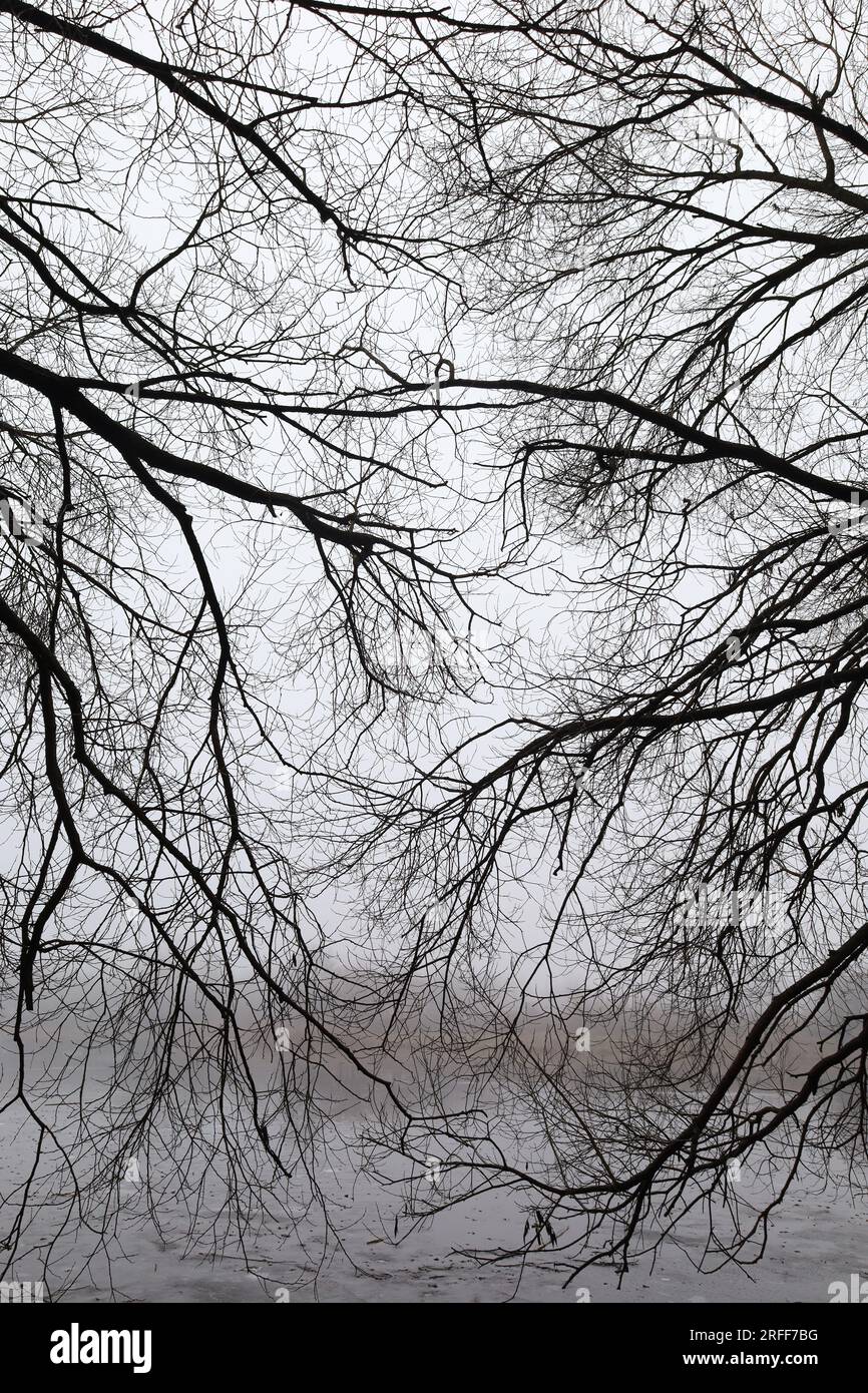 Gloomy branches in a foggy forest, branch pattern, autumn gloomy nature ...