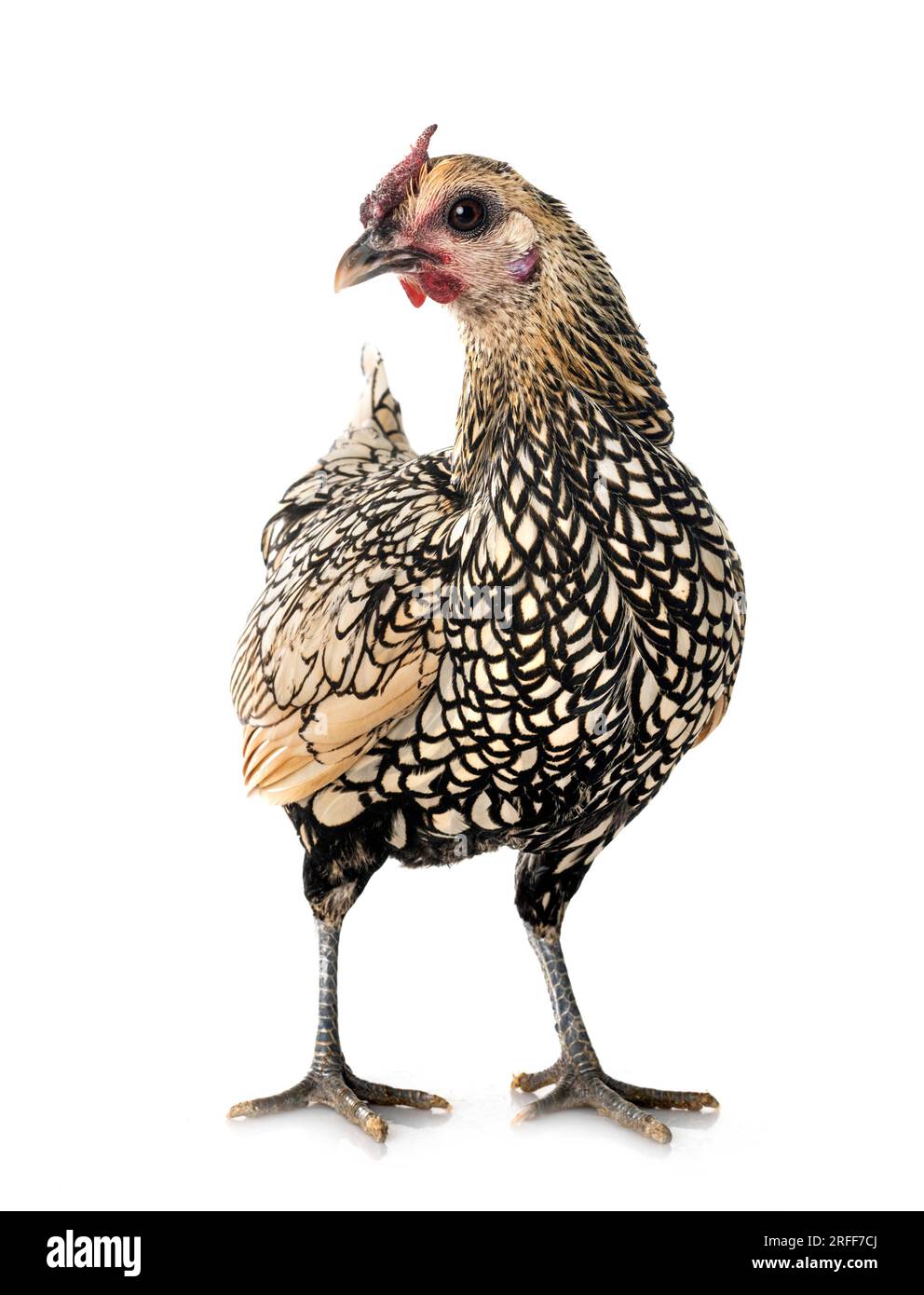 Sebright chicken in front of white background Stock Photo - Alamy