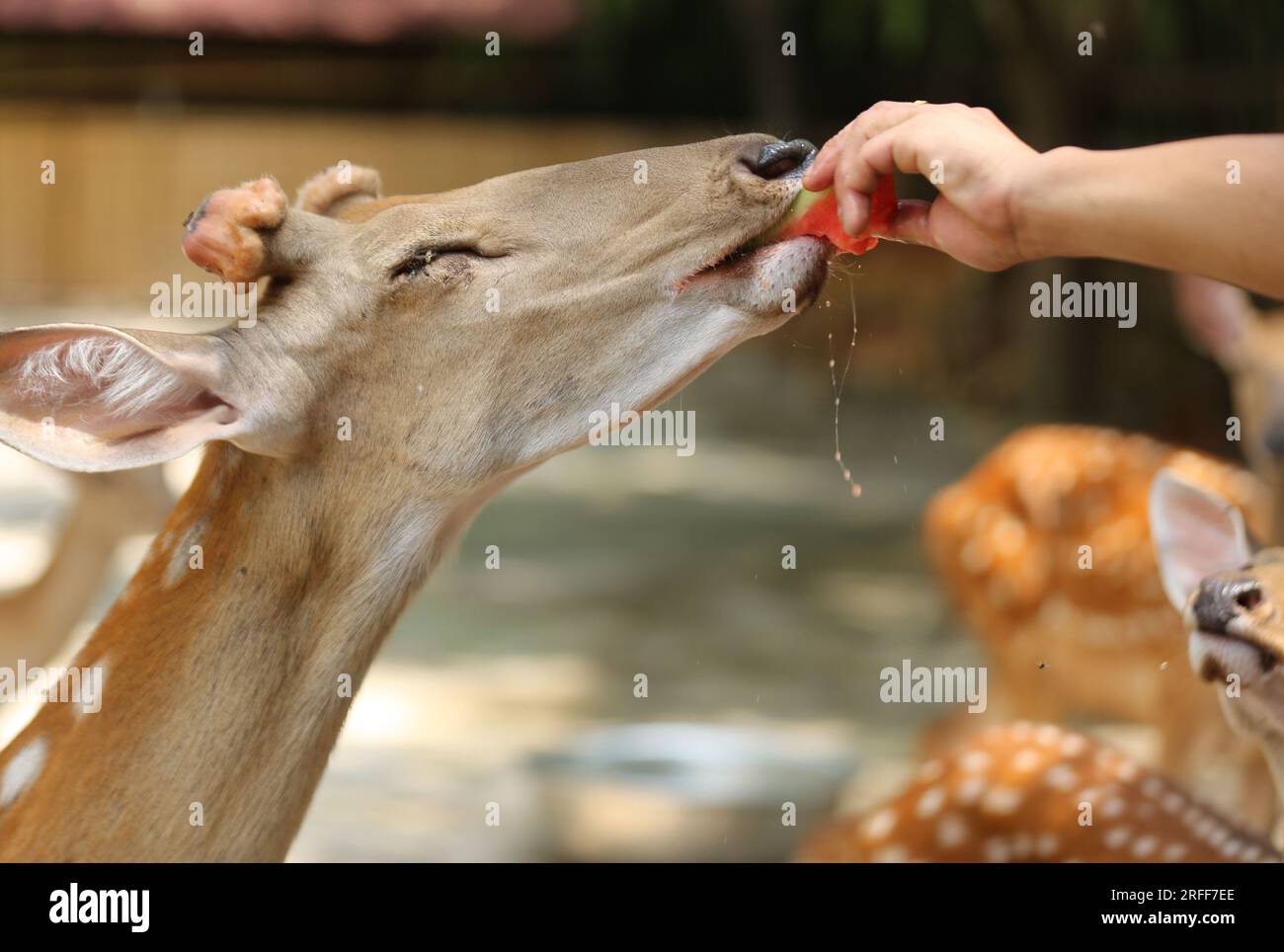LINYI, CHINA - AUGUST 3, 2023 - A breeder feeds a deer watermelon to ...