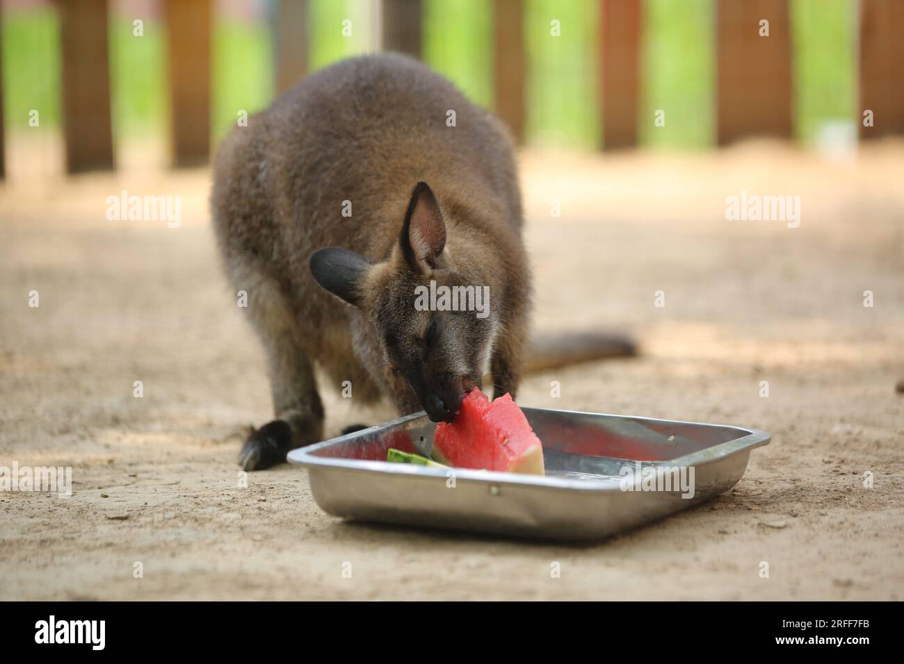Pet Wallaby Food