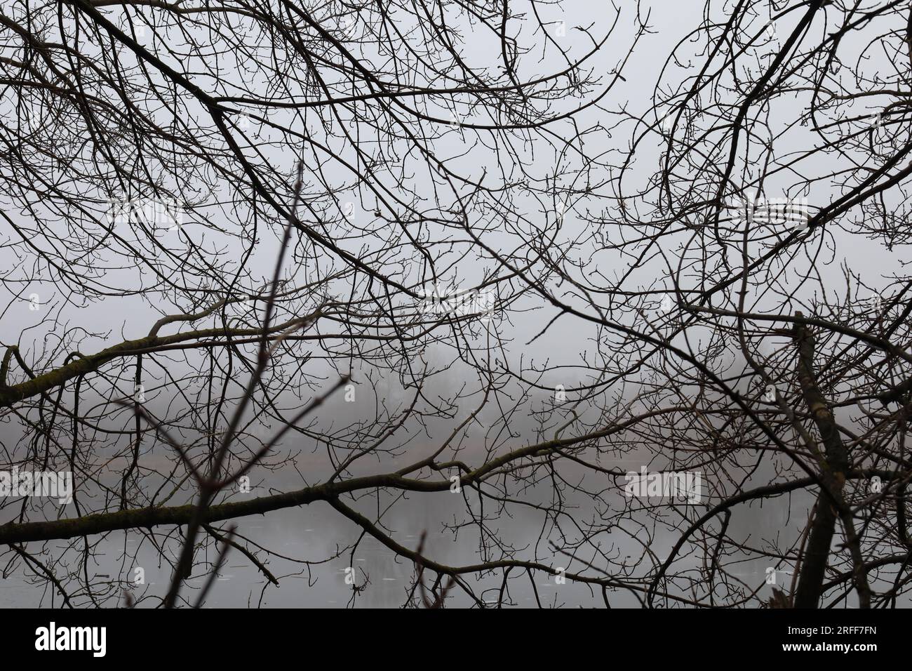 Gloomy branches in a foggy forest, branch pattern, autumn gloomy nature ...