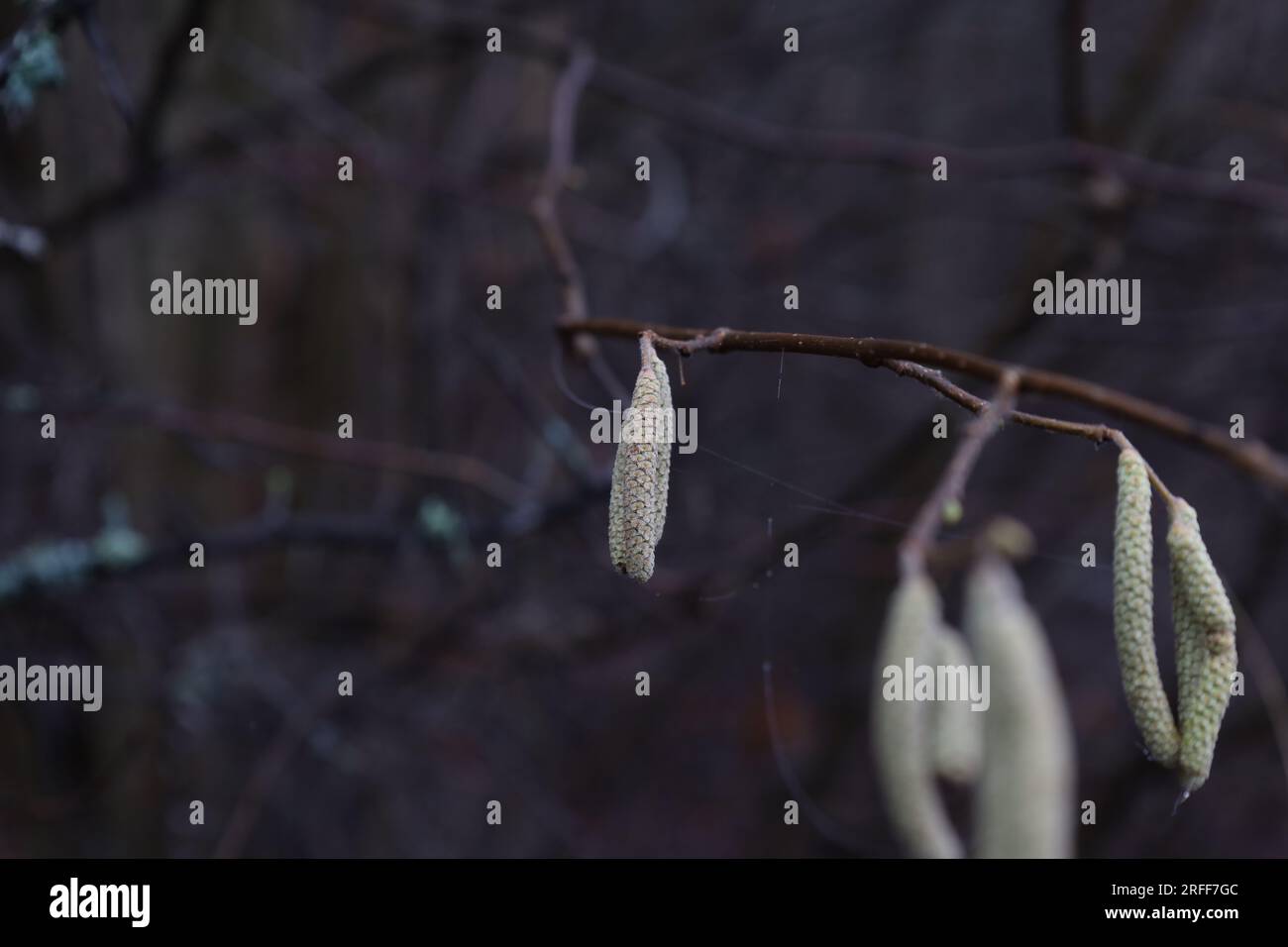 Birch seeds hi-res stock photography and images - Alamy