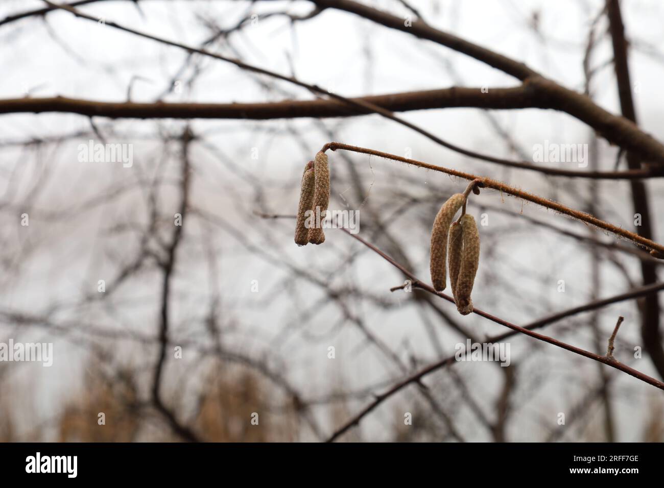 Birch seeds hi-res stock photography and images - Alamy