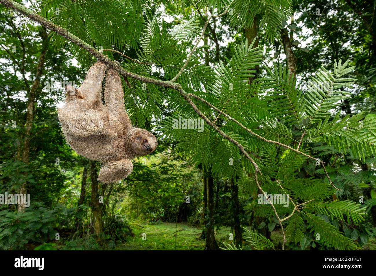 Brown-throated three-toed sloth (Bradypus variegatus) on tree, Costa ...