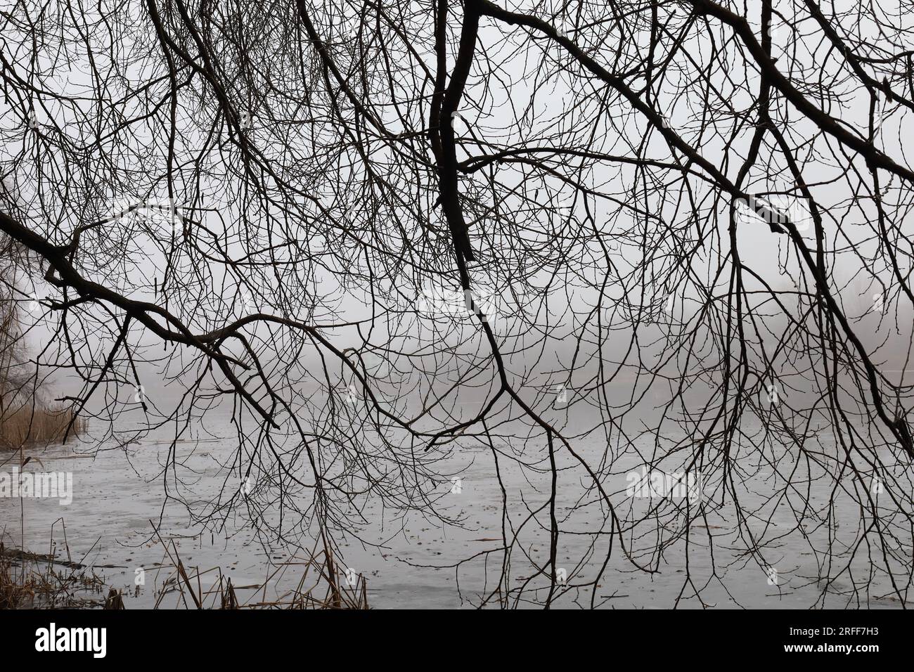 Gloomy branches in a foggy forest, branch pattern, autumn gloomy nature ...