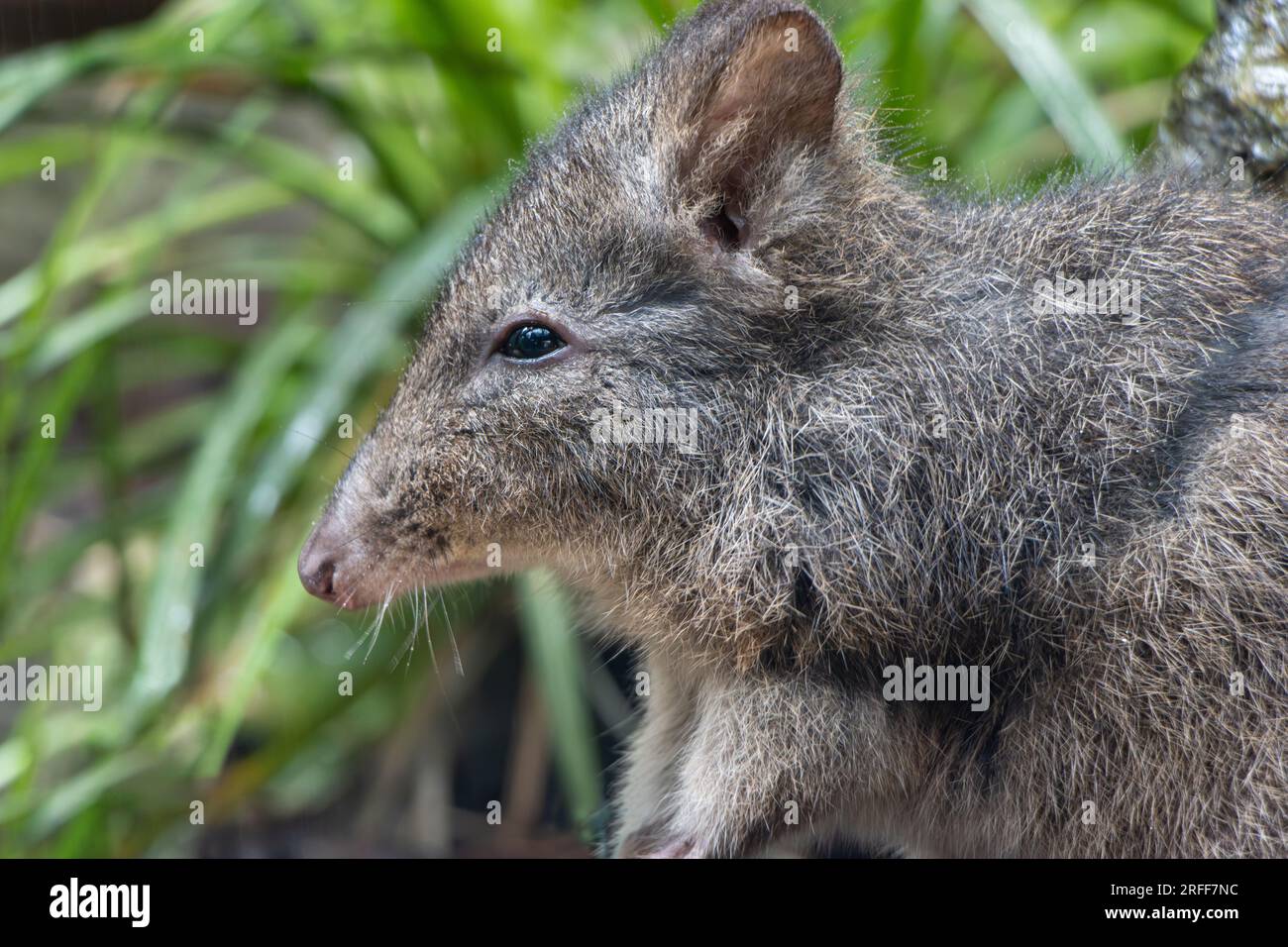 Long-nosed potoroo Potorous tridactylus in a grass Stock Photo - Alamy