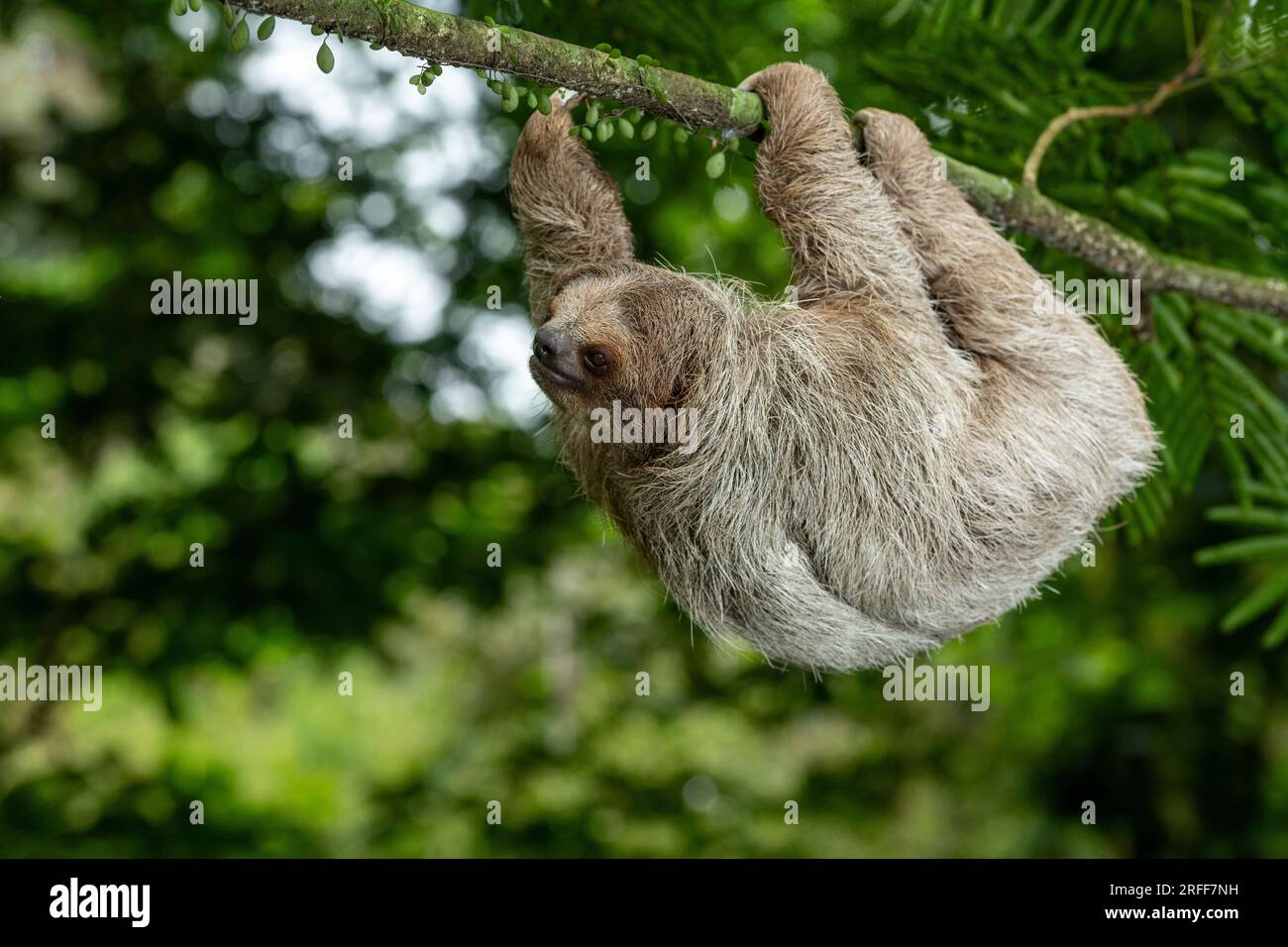 Brown-throated three-toed sloth (Bradypus variegatus) on tree, Costa ...