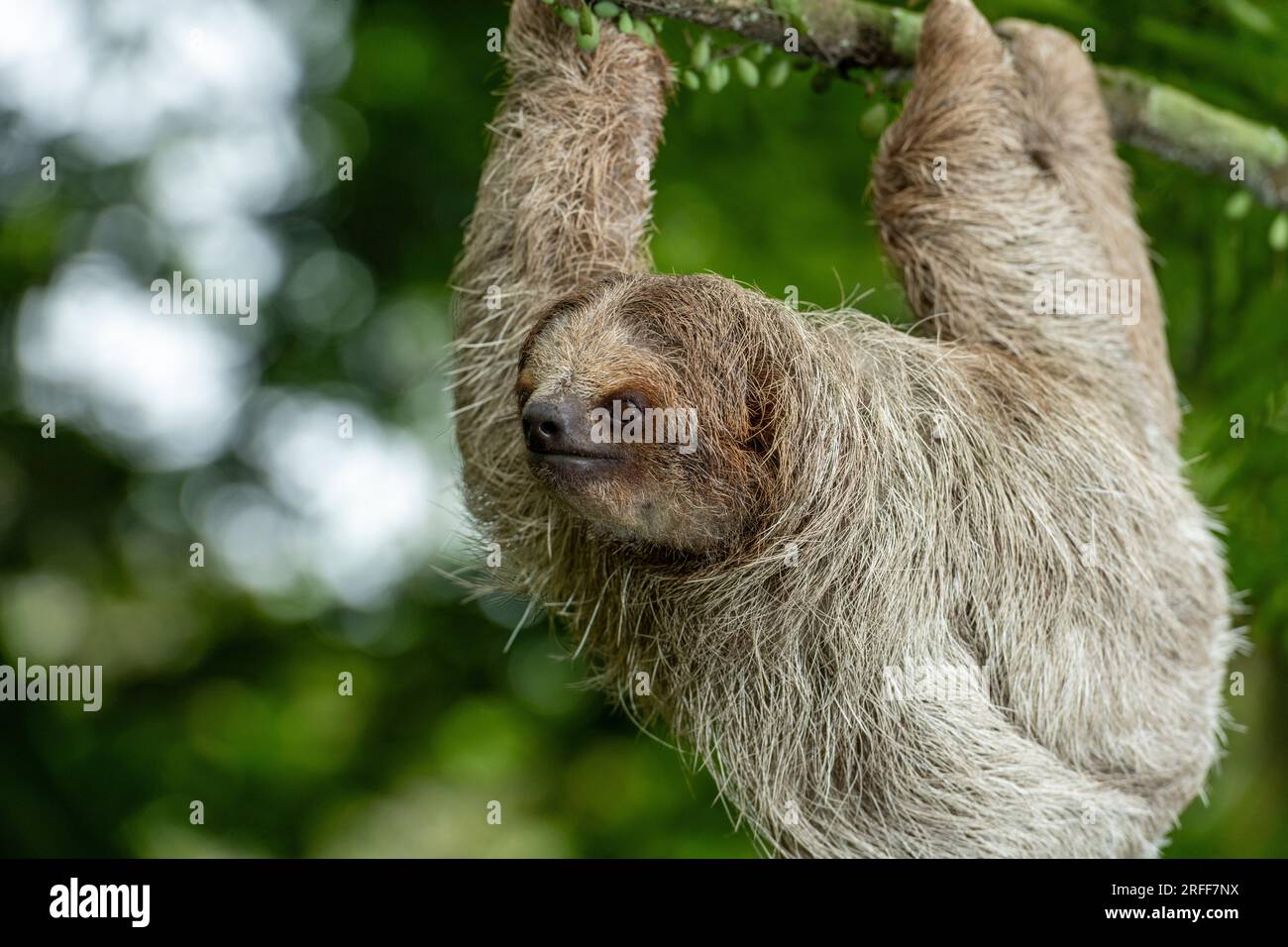 Brown-throated three-toed sloth (Bradypus variegatus) on tree, Costa ...