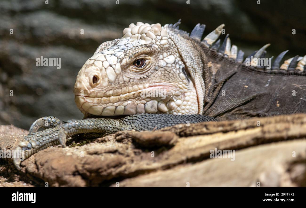 The Lesser Antillean iguana - Iguana delicatissima Stock Photo - Alamy