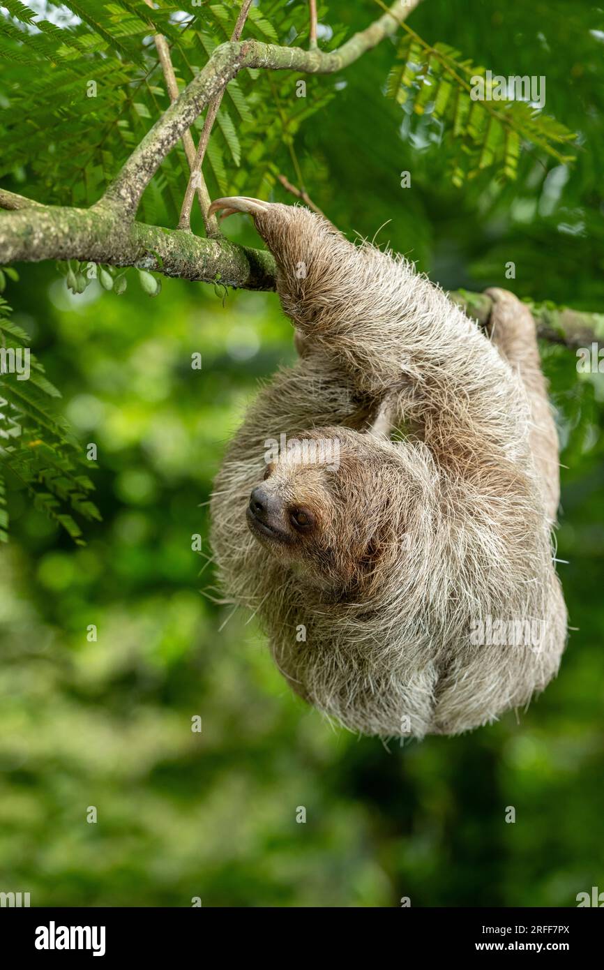 Brown-throated three-toed sloth (Bradypus variegatus) on tree, Costa ...