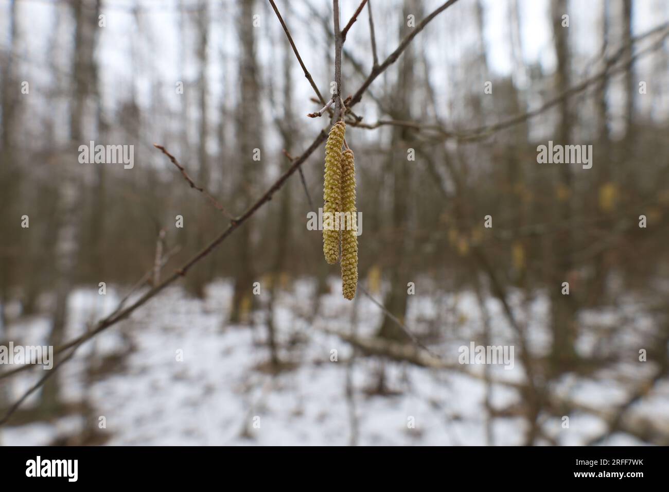 Birch seeds hi-res stock photography and images - Alamy
