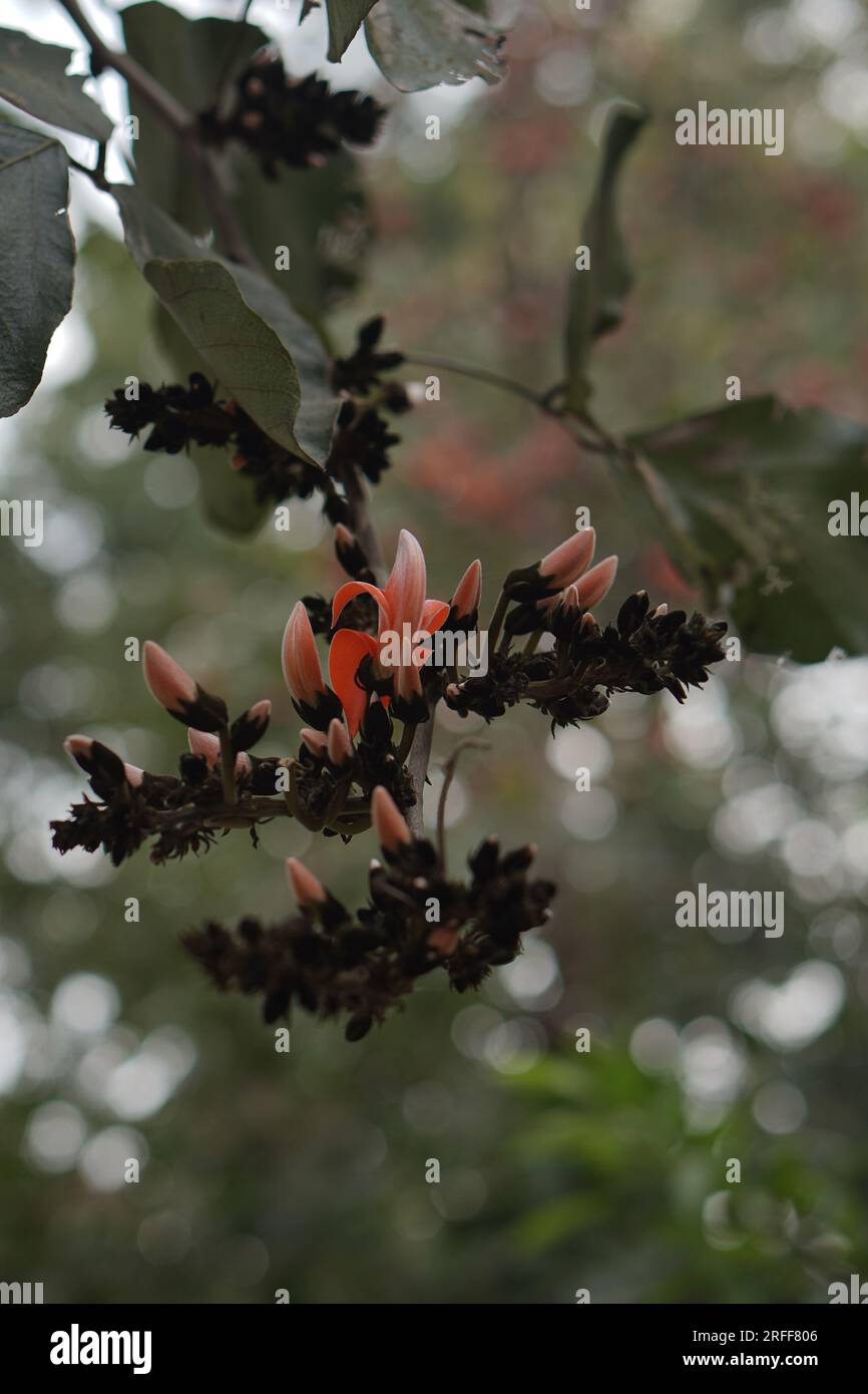 Indian jungle flame hi-res stock photography and images - Alamy