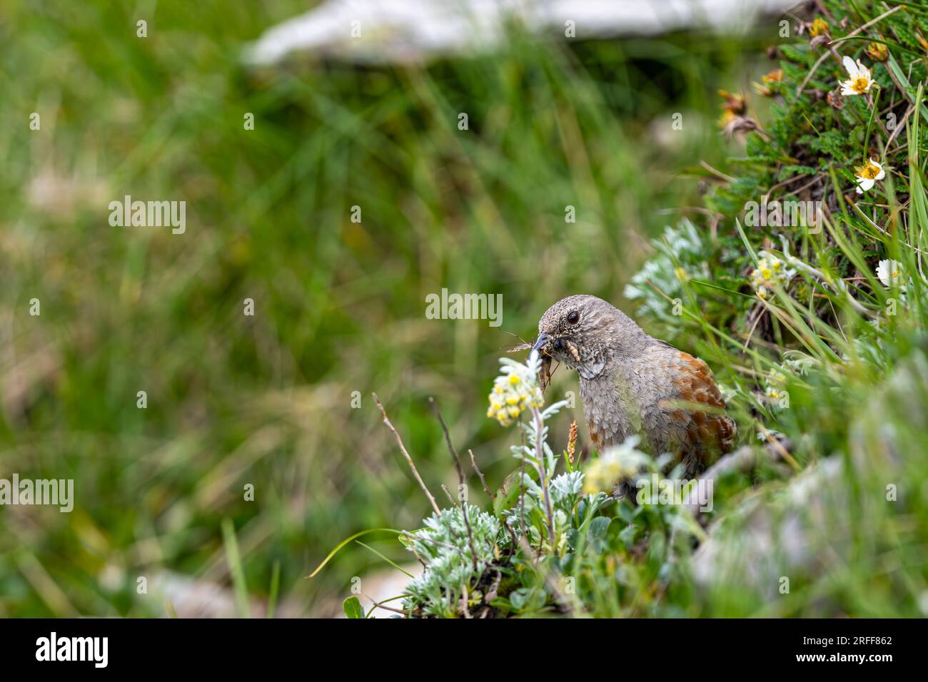 Alpine Accentor, Prunella collaris. A typical bird of the rocky ...