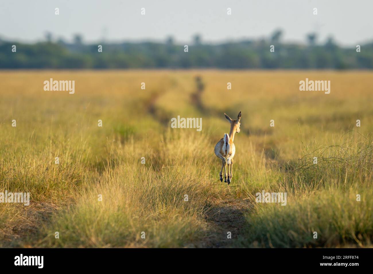 wild female blackbuck or antilope cervicapra or Indian antelope back ...