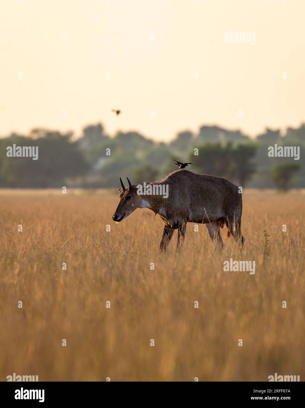Drongo in flight hi-res stock photography and images - Alamy