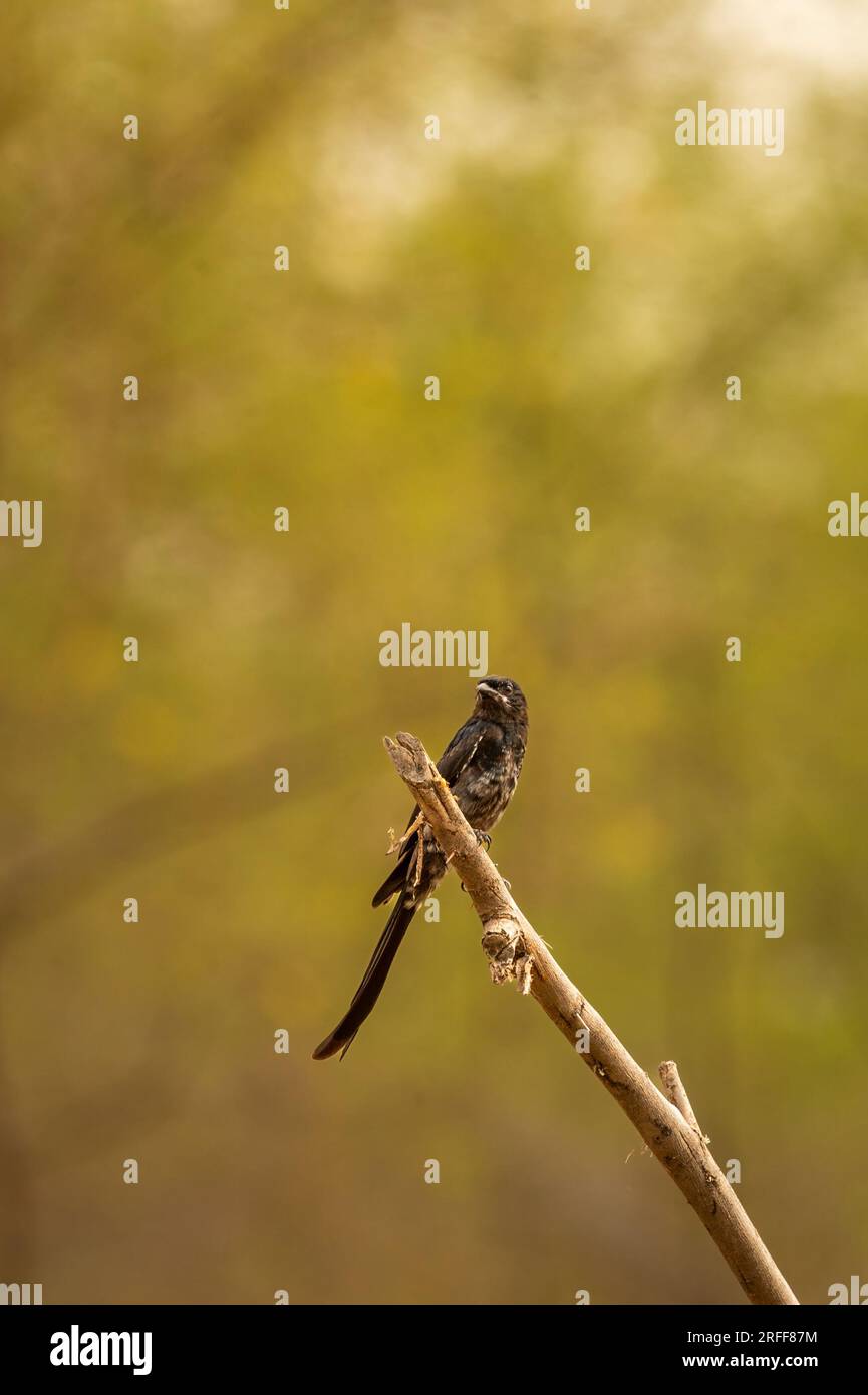 black drongo is a small Asian passerine common resident breeder bird ...