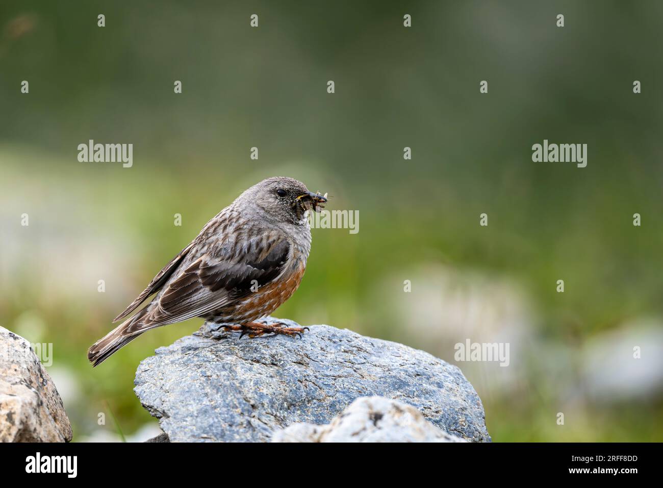 Alpine Accentor, Prunella collaris. A typical bird of the rocky ...