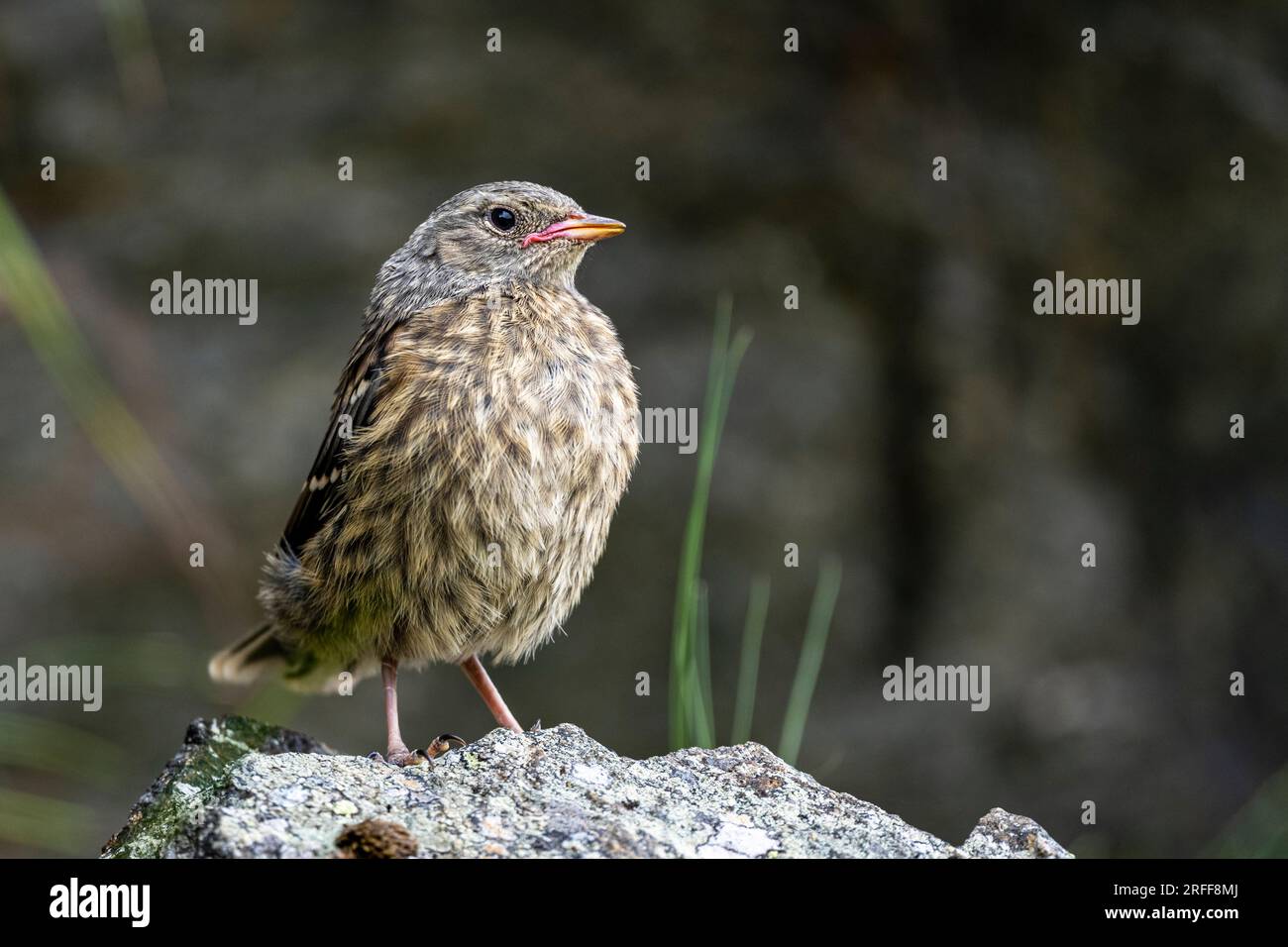 Alpine Accentor, Prunella collaris. A typical bird of the rocky ...